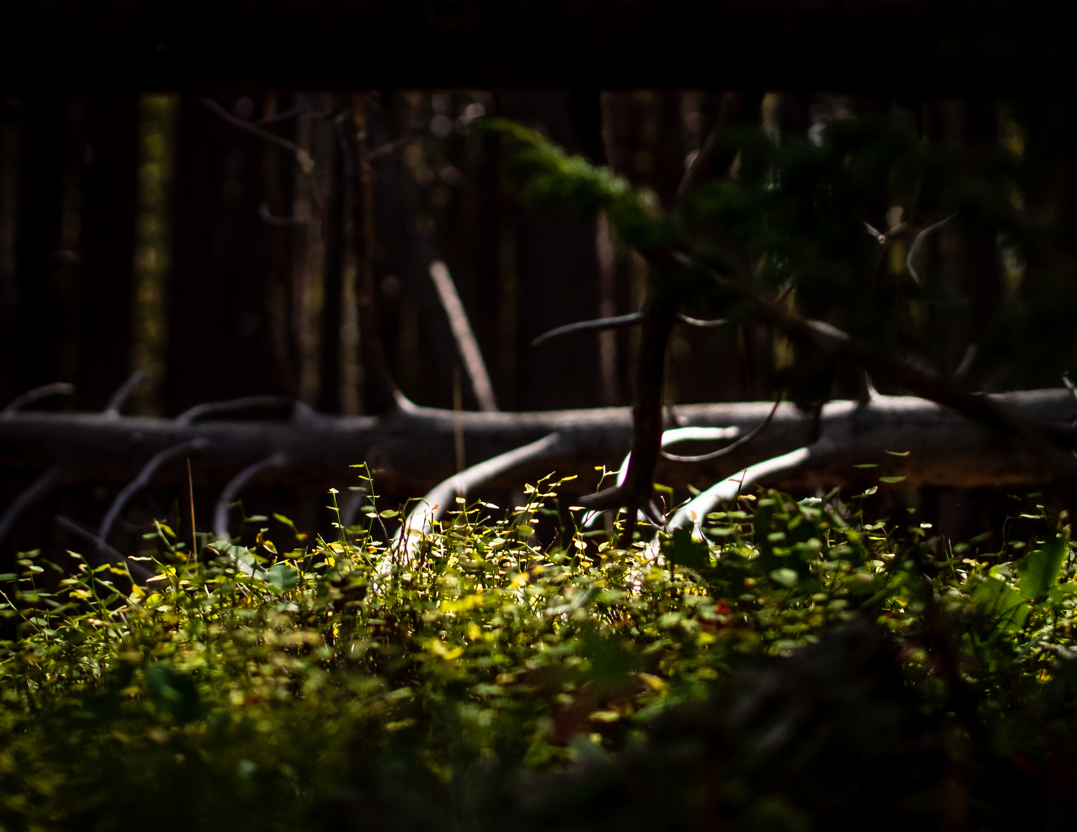 A Good Habit to Develop – Light Stalking