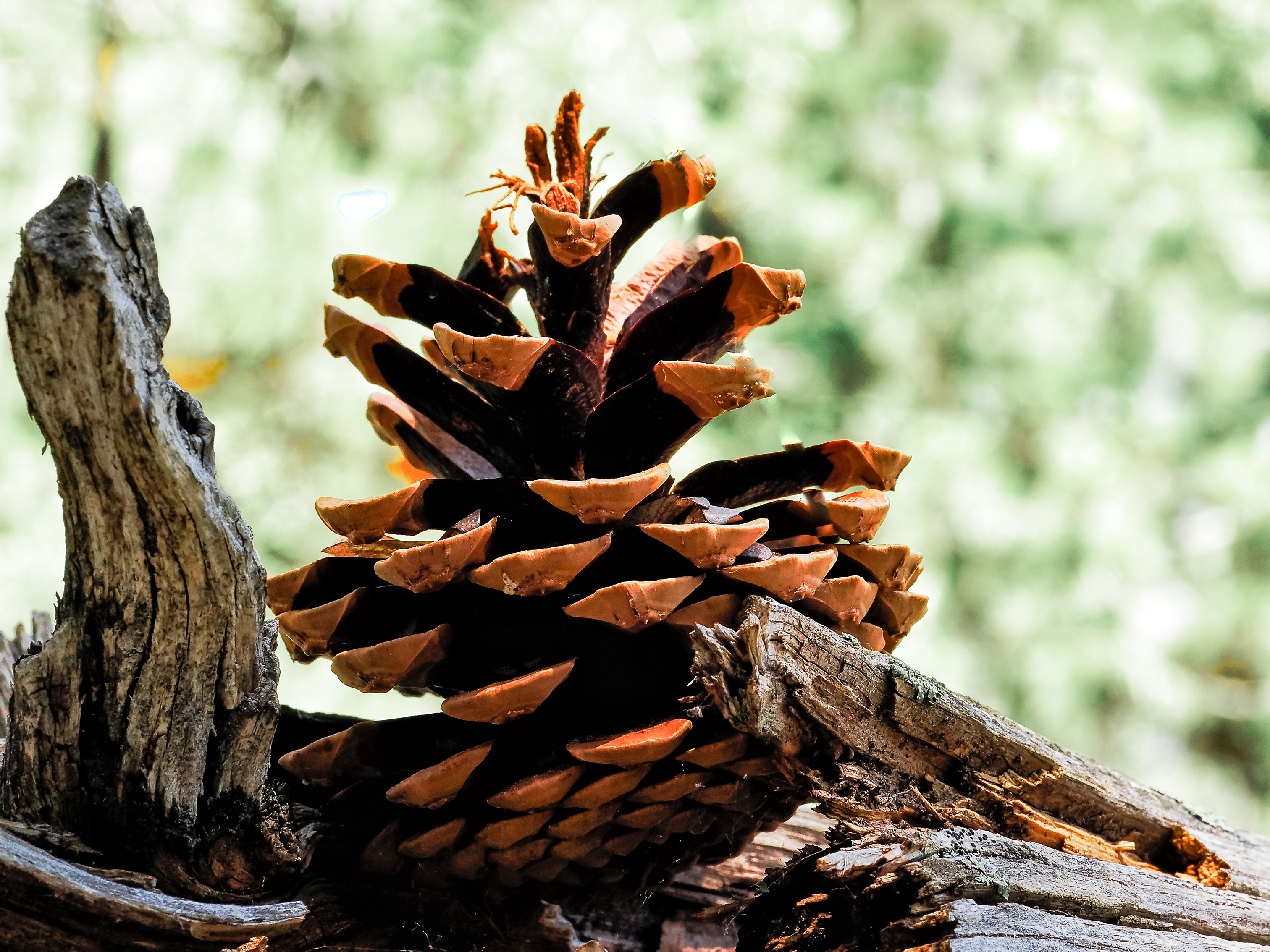 Funny you would find this in a Pine Forest – Light Stalking