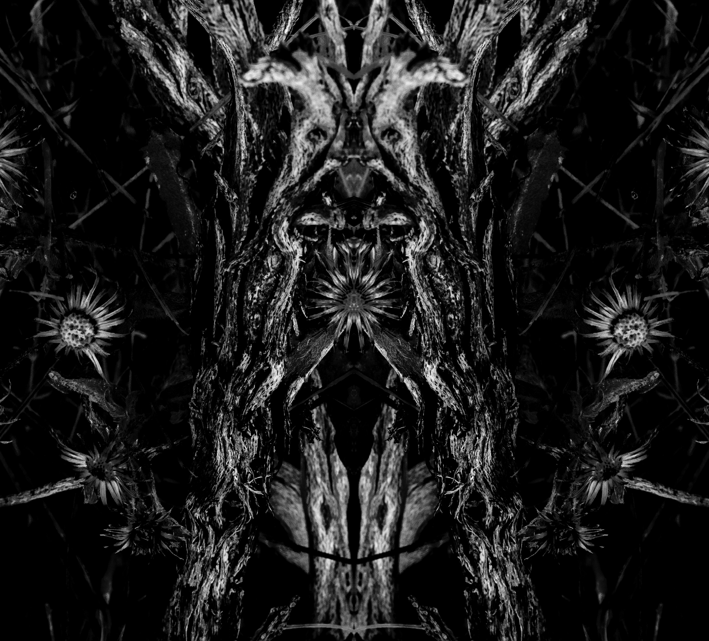 Trees That Go Bump In The Night – Light Stalking